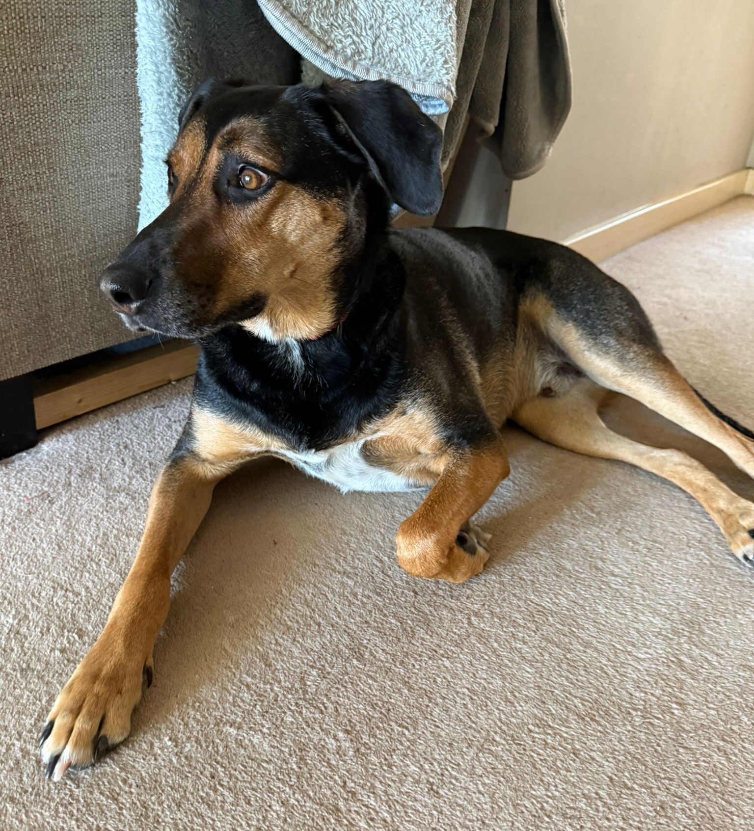 Heathlands Animal Sanctuary : Obie